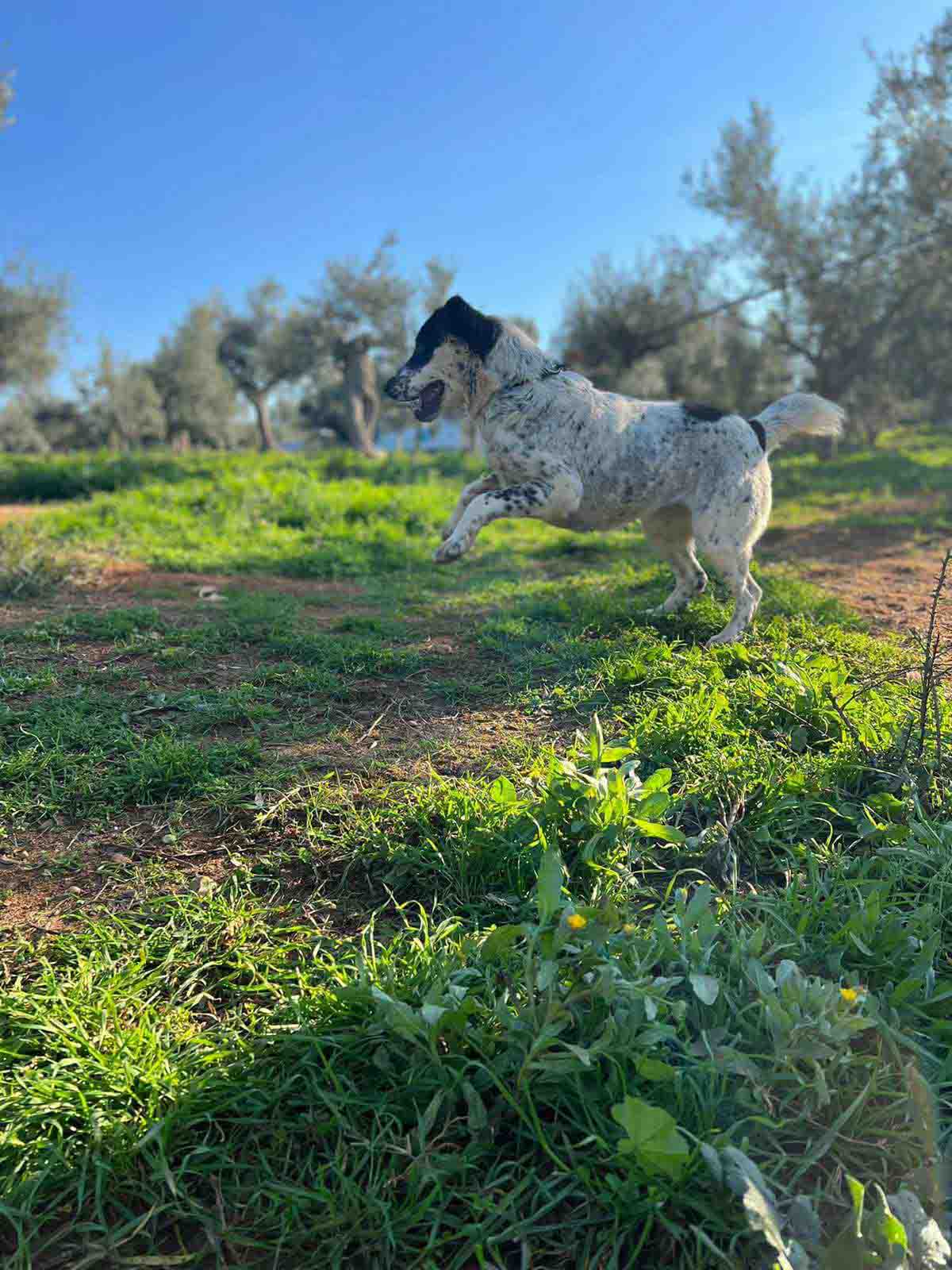 DOTTY - Φιλοζωϊκός Όμιλος Καλαμάτας